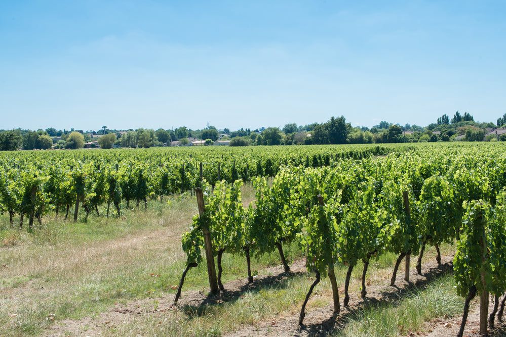 A Half-Bottle of Liquid Gold – Gordon's Fine Wine